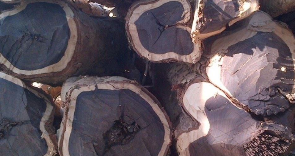 Cây Gỗ Mun - Những đặc Tính Và Các Loại Gỗ Mun - Topshare.vn