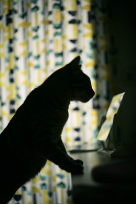 60+ Hình ảnh Mèo đen đẹp, Buồn, Chất Nhất Hiện Nay 2026