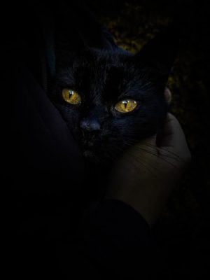 60+ Hình ảnh Mèo đen đẹp, Buồn, Chất Nhất Hiện Nay 2026