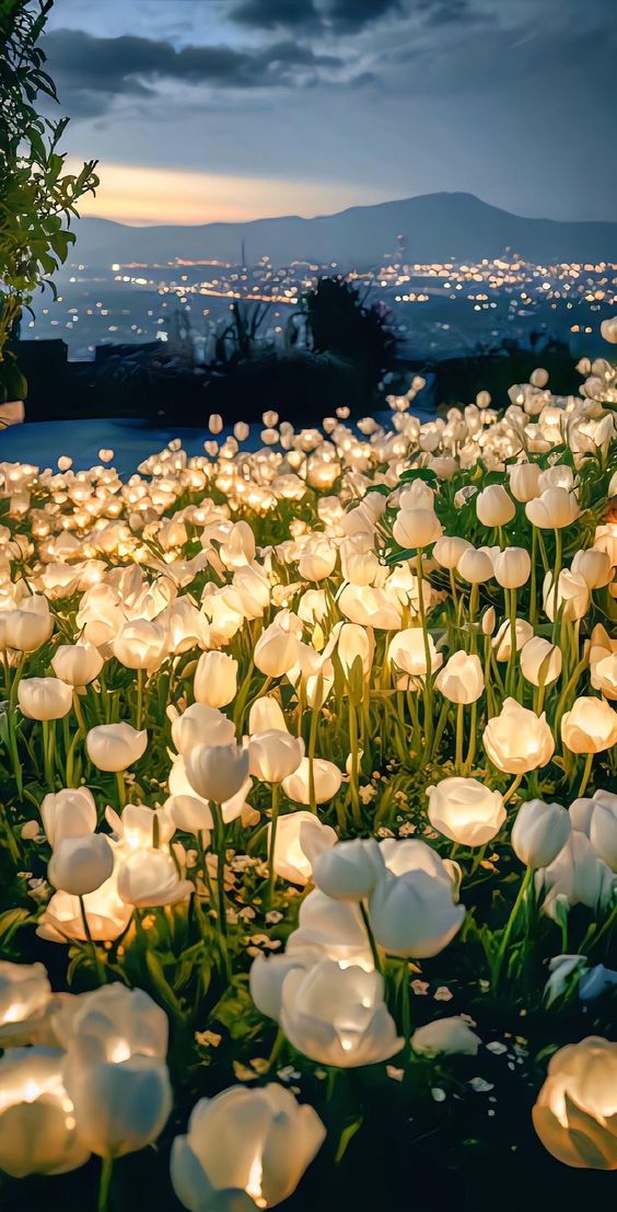 199+ Hình Nền Hoa Tulip Đẹp Lung Linh, Trang Nhã & Thanh Lịch Nhất