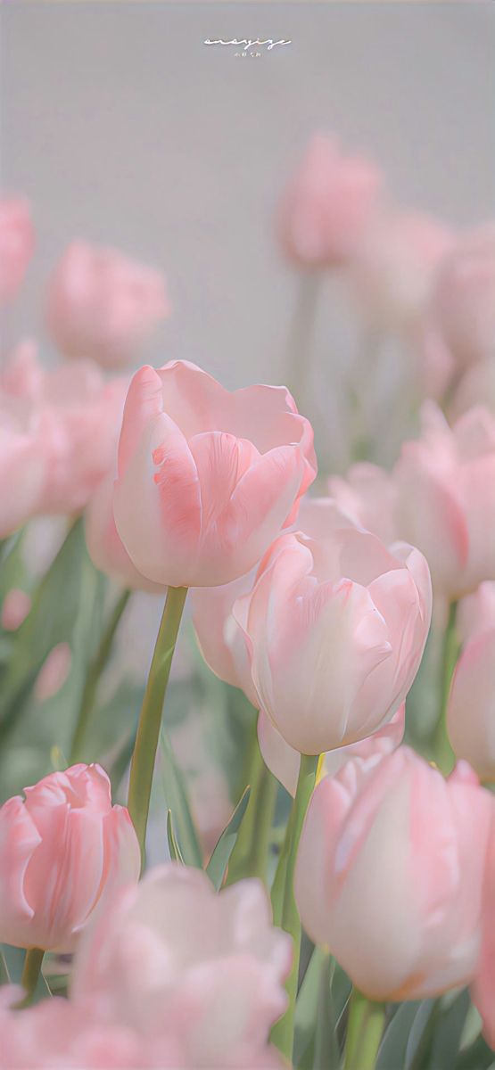 199+ Hình Nền Hoa Tulip Đẹp Lung Linh, Trang Nhã & Thanh Lịch Nhất