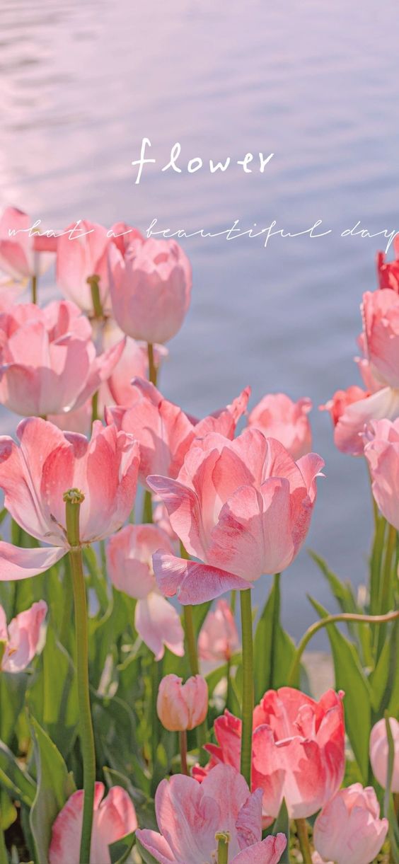 199+ Hình Nền Hoa Tulip Đẹp Lung Linh, Trang Nhã & Thanh Lịch Nhất