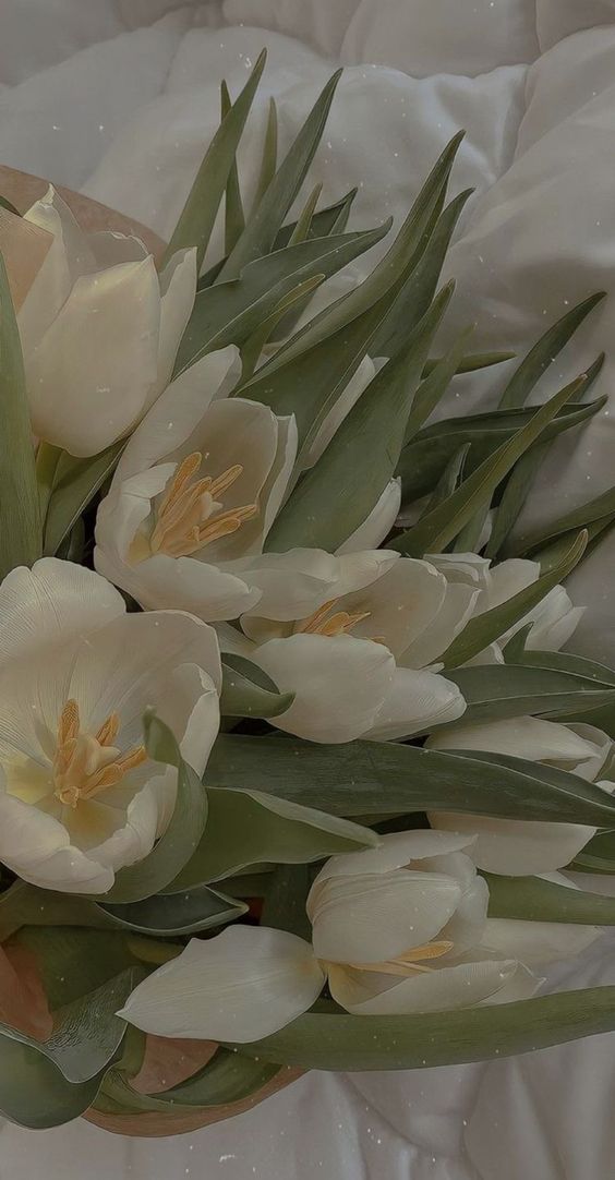 199+ Hình Nền Hoa Tulip Đẹp Lung Linh, Trang Nhã & Thanh Lịch Nhất
