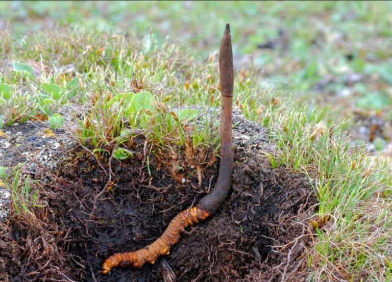 Dang Tay Hay Giang Tay Là đúng Chính Tả? 85% điều Sai